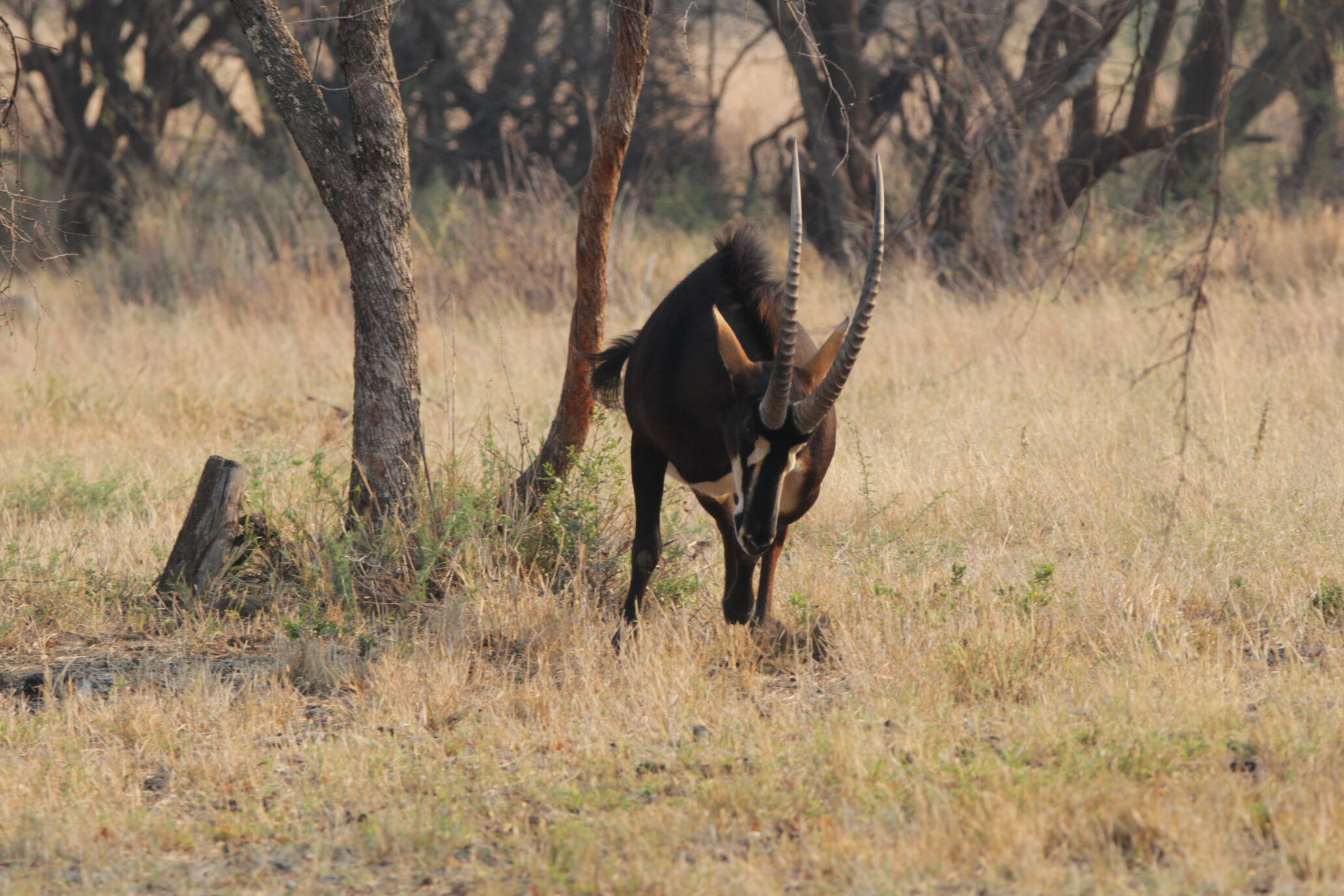 Sable - Ubhejane Wildlife